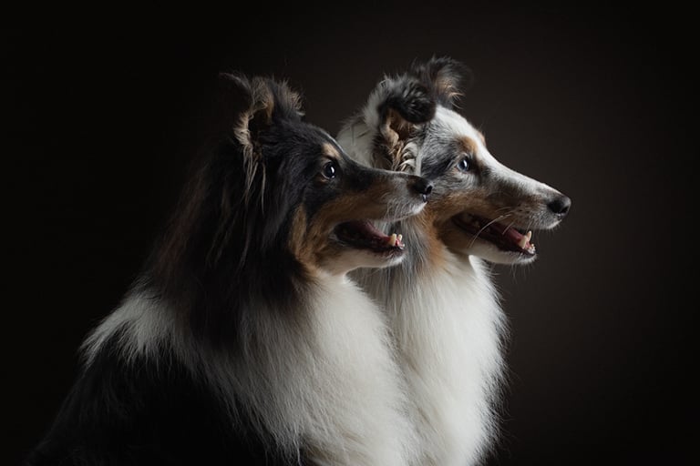 European Dog Show 2026
