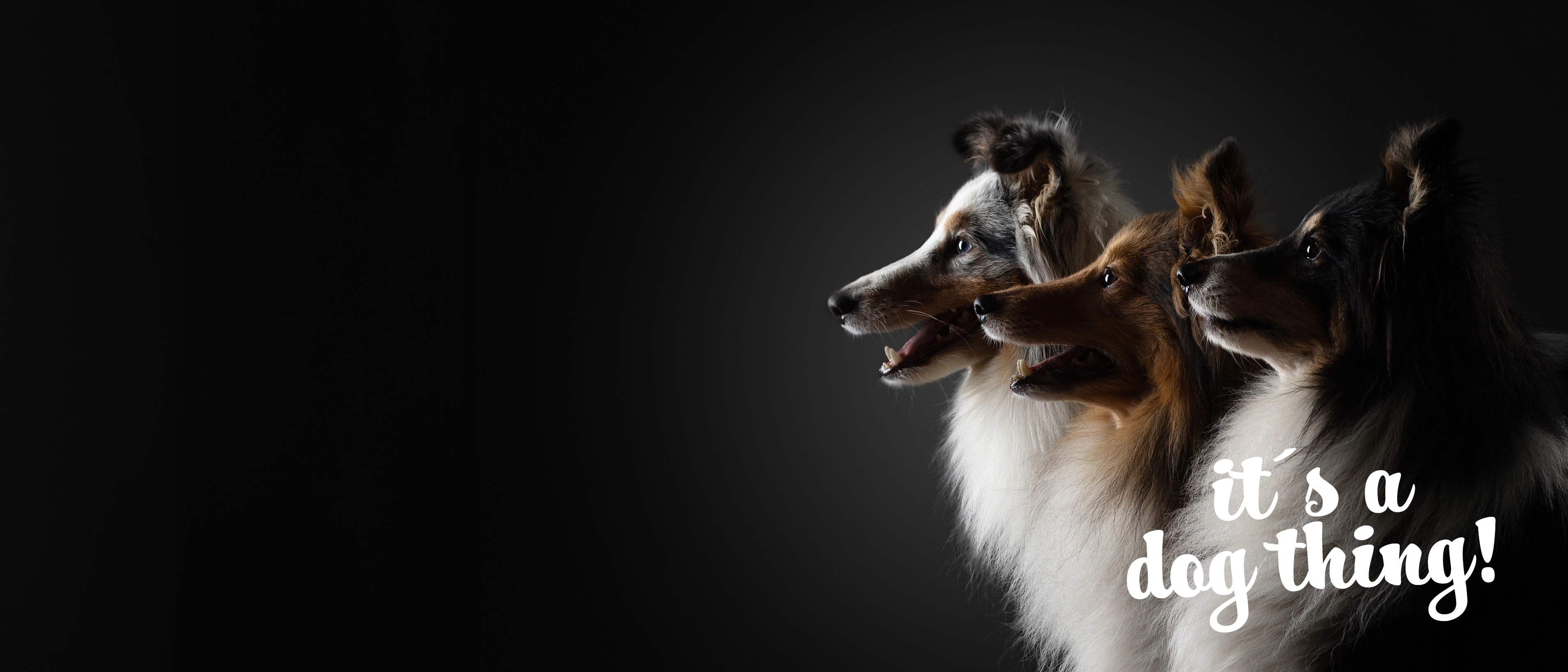 European Dog Show 2026